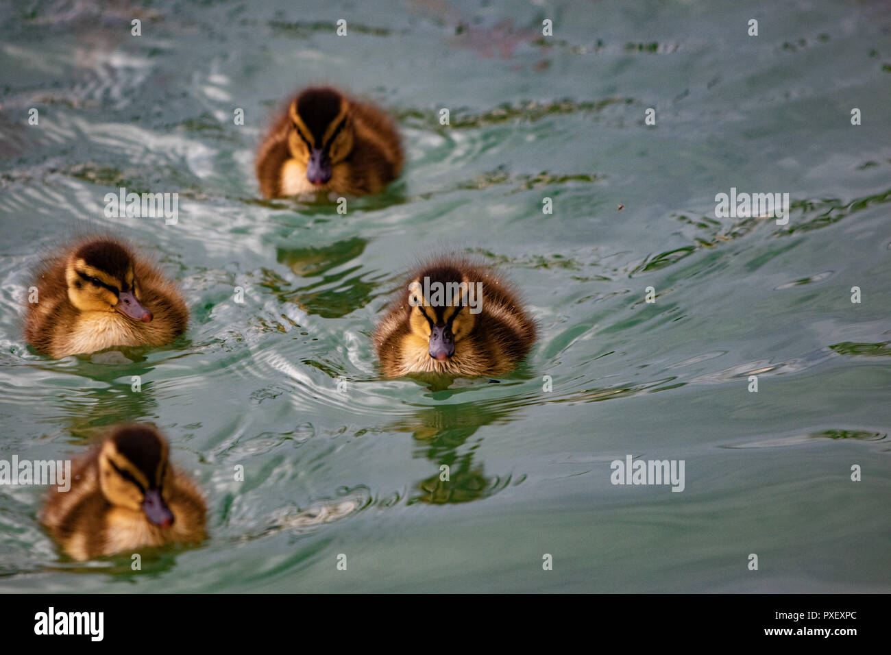 Baby ducklings swimming with mom hi-res stock photography and images ...