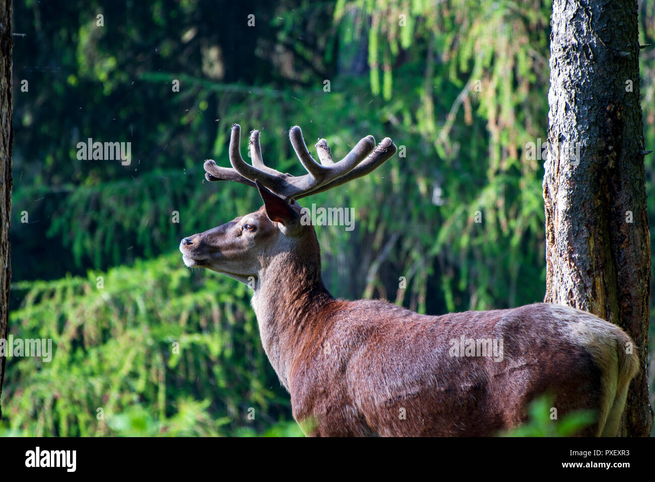 Portrait courageous deer face with nature background Stock Photo - Alamy