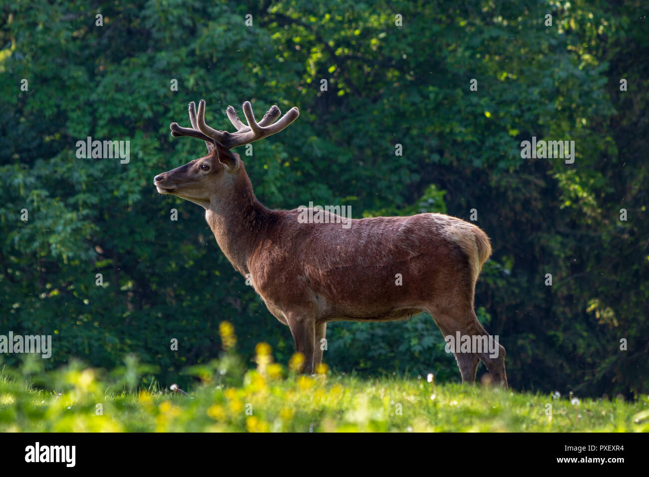 Portrait courageous deer face with nature background Stock Photo - Alamy