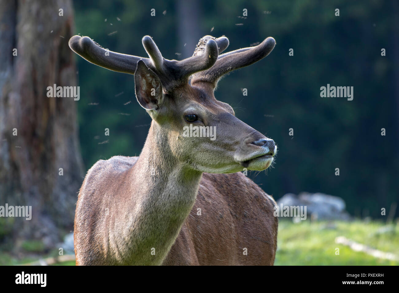 Portrait courageous deer face with nature background Stock Photo - Alamy
