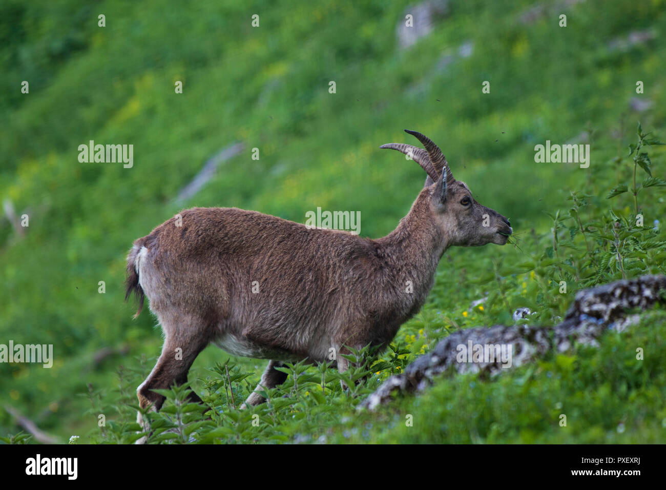 Portrait courageous deer face with nature background Stock Photo - Alamy