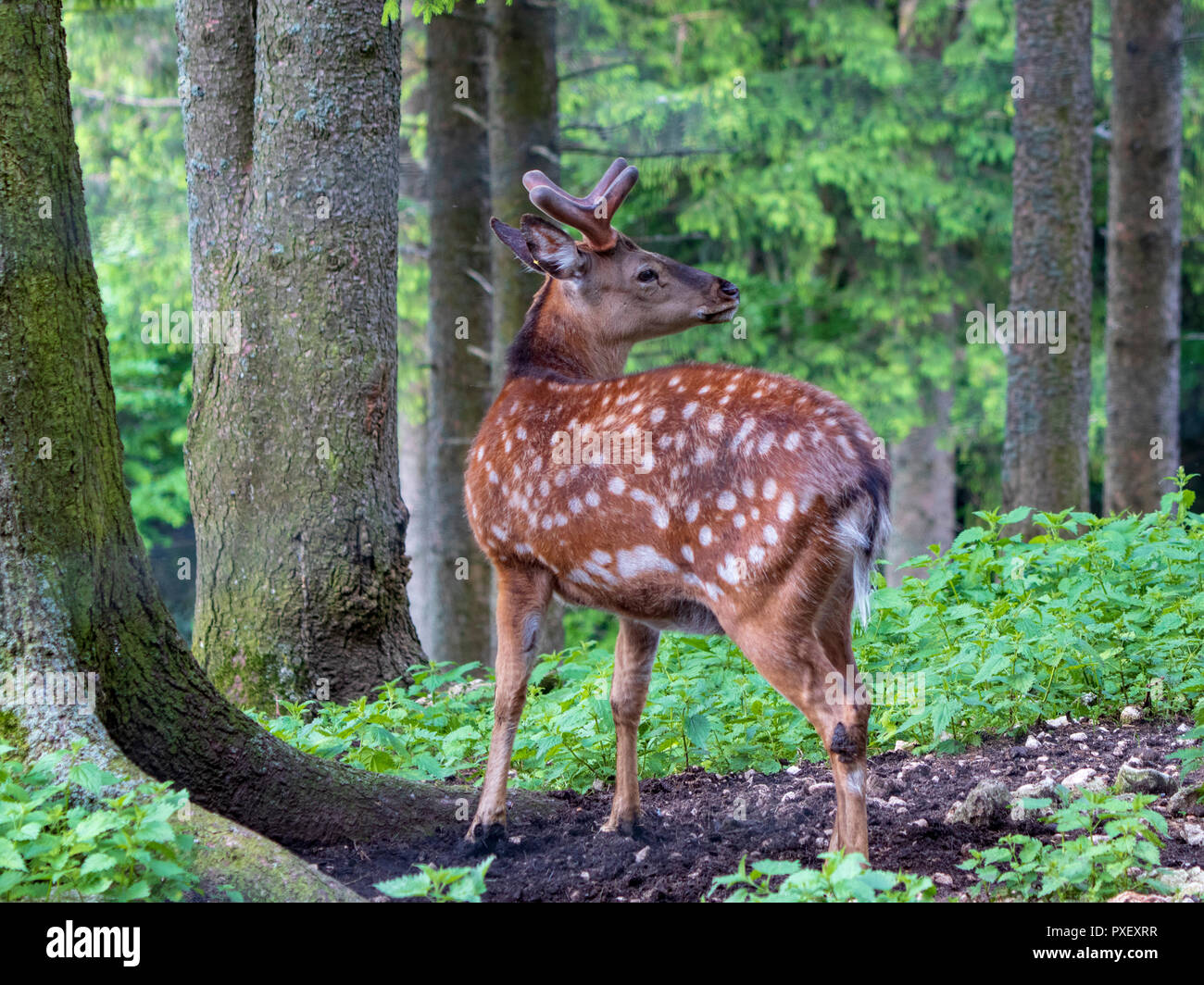 Portrait courageous deer face with nature background Stock Photo - Alamy