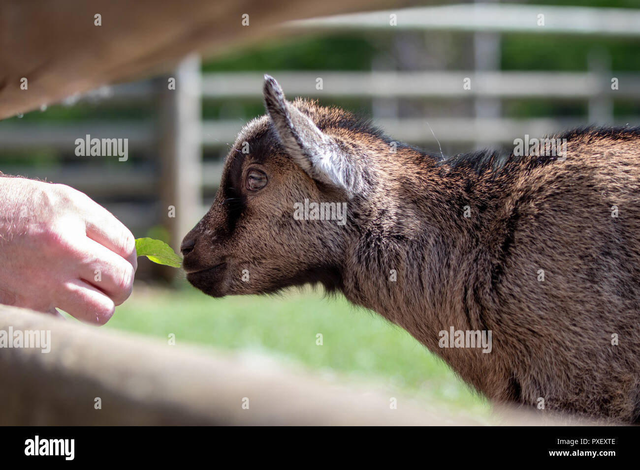 cute little kid feeding a goat at farm Stock Photo - Alamy