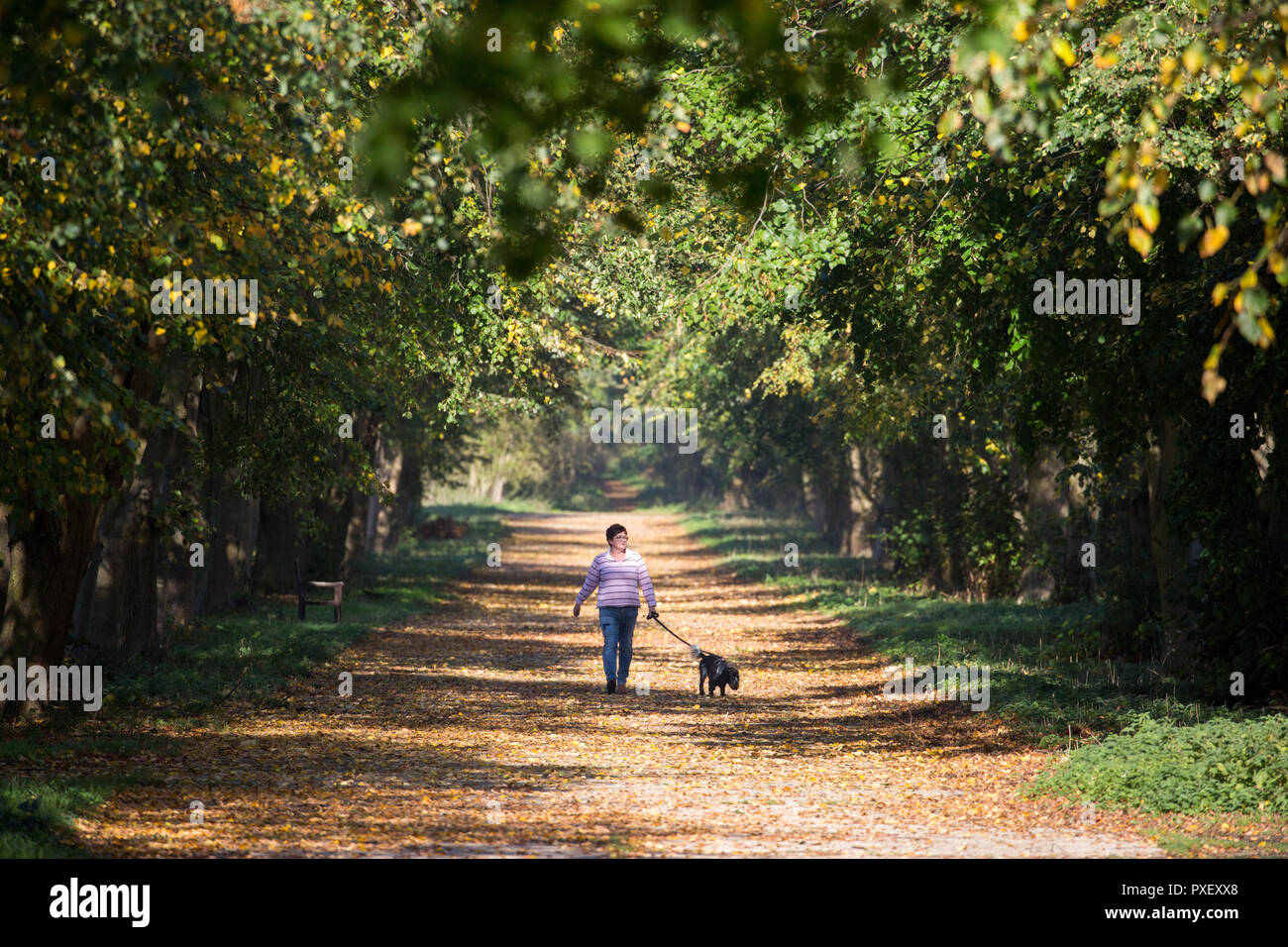 Walking through a tunnel of trees hi-res stock photography and images ...