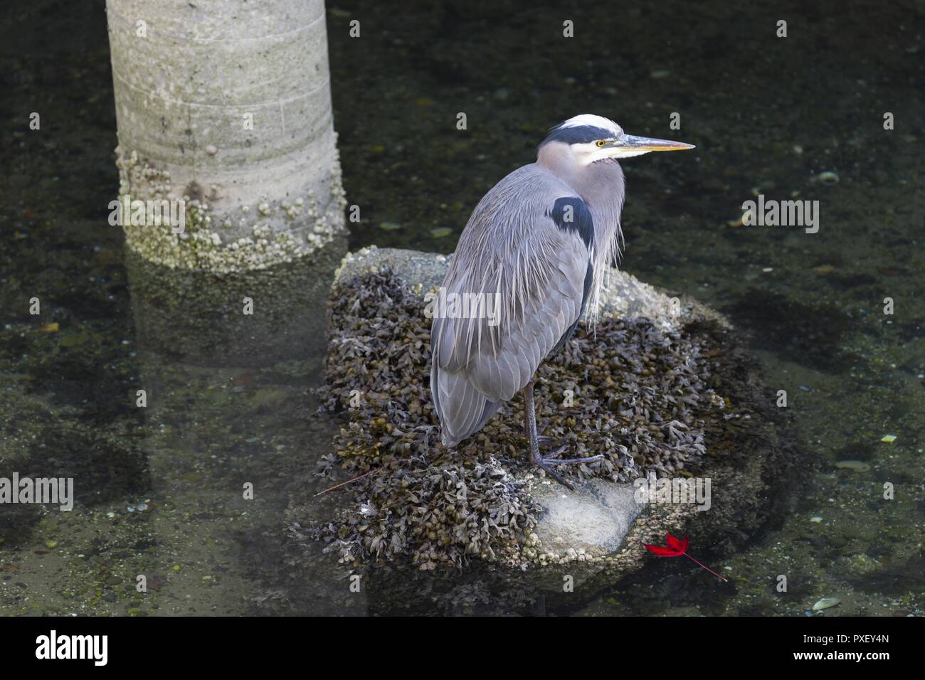 British water bird hi-res stock photography and images - Alamy
