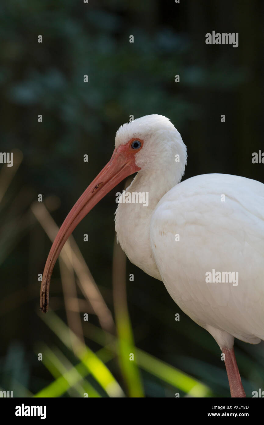 North american ibis hi-res stock photography and images - Alamy