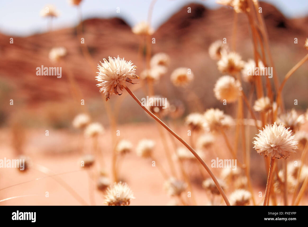 White desert flower hi-res stock photography and images - Alamy