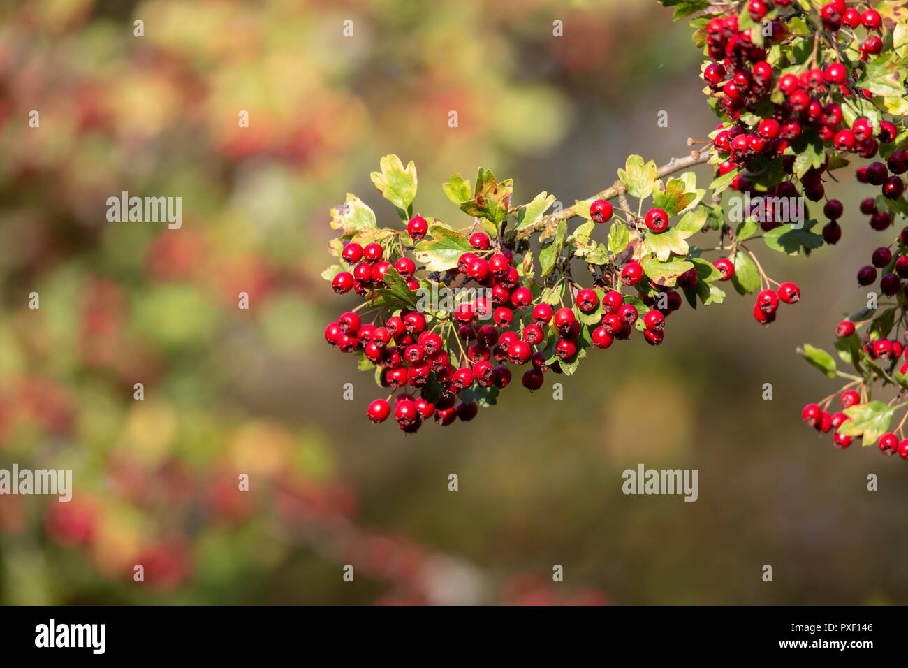 Red fruits on a Hawthorn tree in autumn in the nature protection area ...