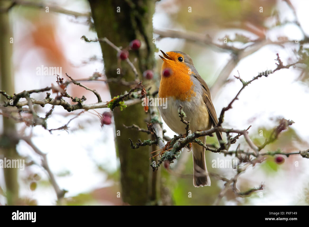 European Robin (Erithacus rubecula) singing in the nature protection ...
