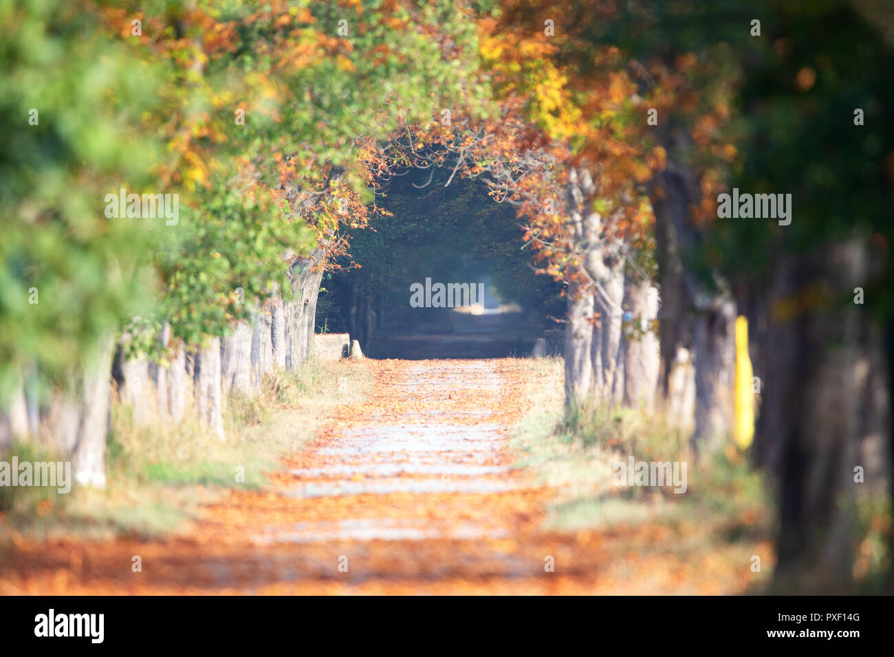 Small alley lined with colourful trees in autumn in the nature ...