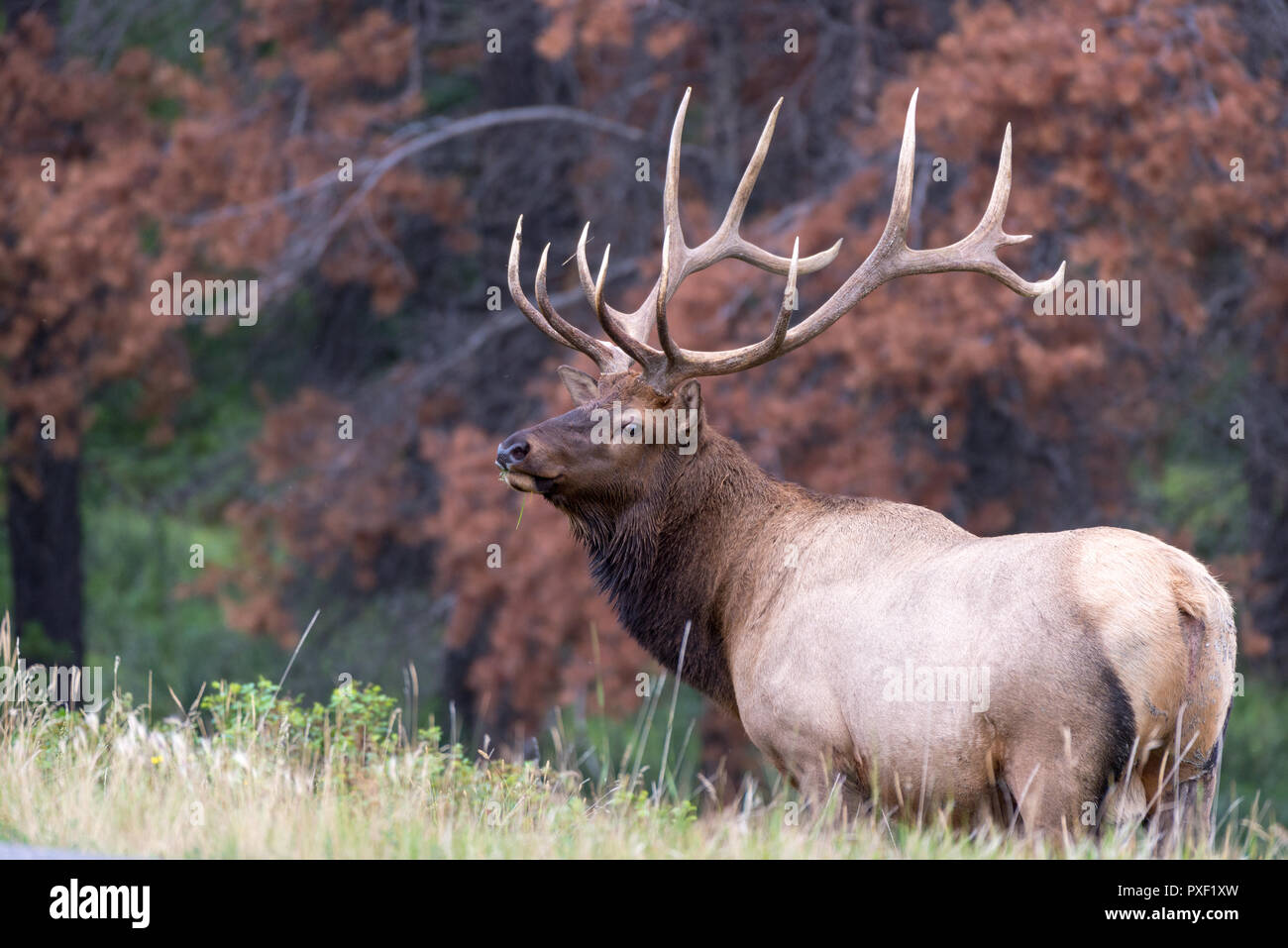 A very large male elk standing over the edge of a hill looking to the ...