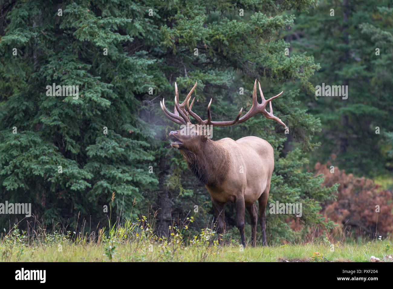 A large bull elk bugling to let others know his area Stock Photo - Alamy