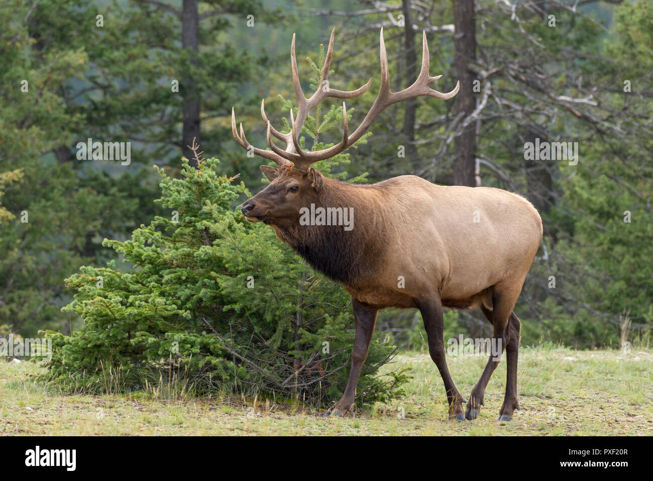 Large antlers elk hi-res stock photography and images - Alamy