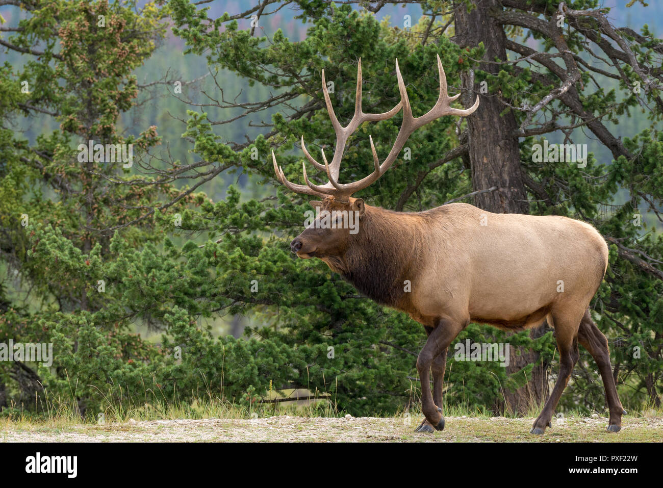 A large bull elk walking along the trees Stock Photo - Alamy