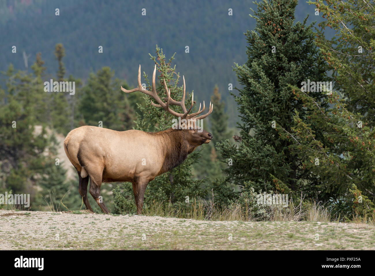 Male elk hi-res stock photography and images - Alamy