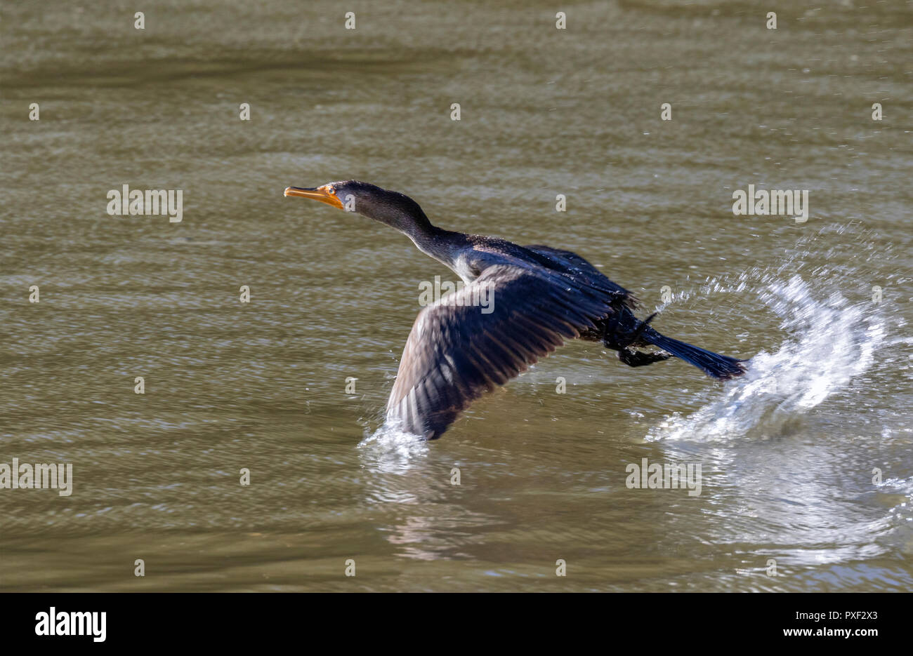 Double-crested cormorant Nannopterum auritum), non-breeding plumage ...