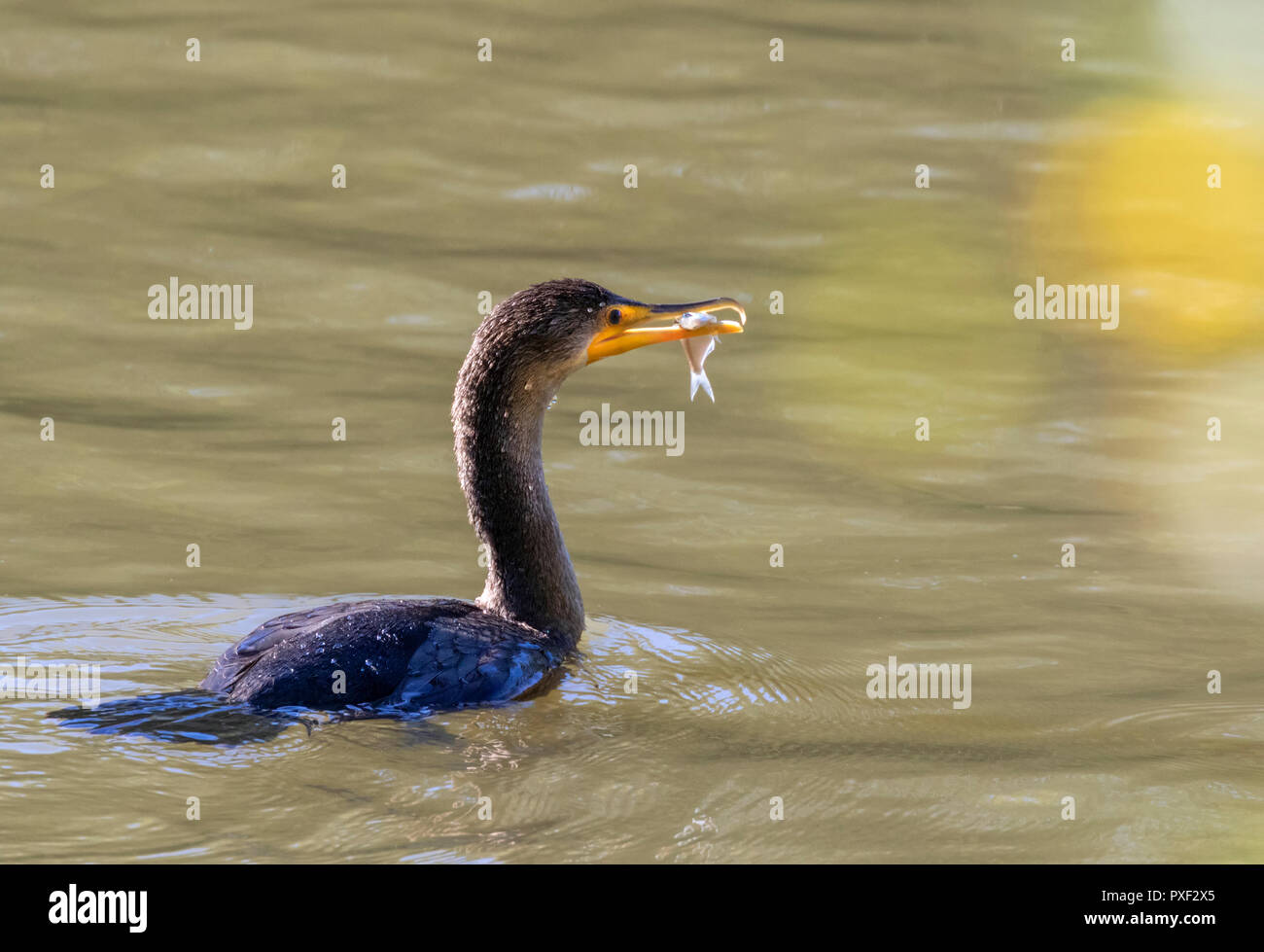 Double fish hi-res stock photography and images - Alamy