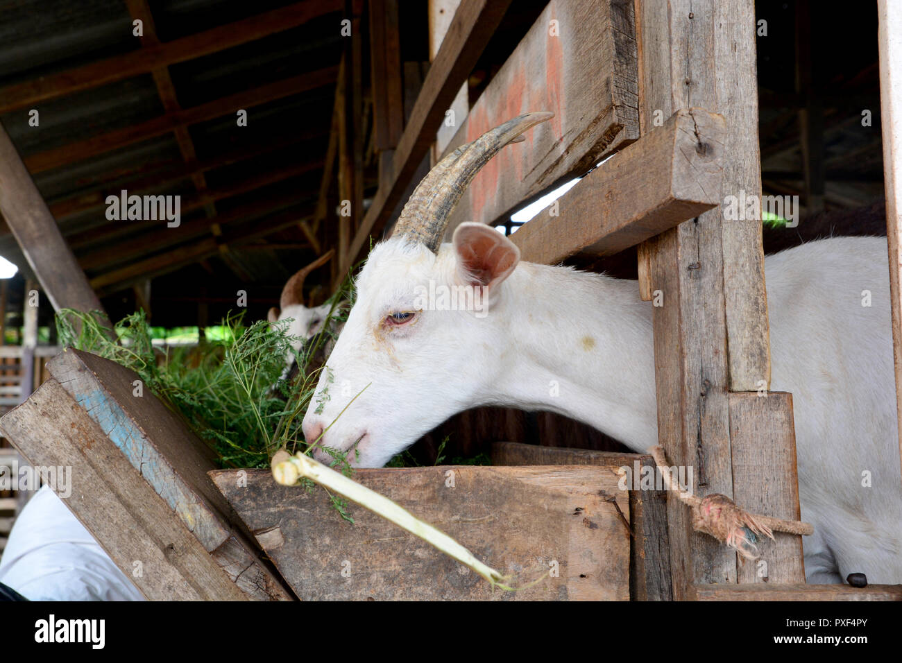 Goat in the paddock Stock Photo - Alamy