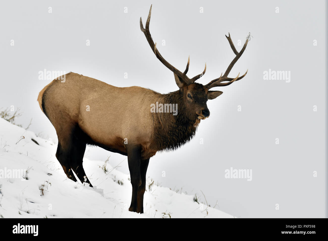 Bull Elk In Snow Stock Photos & Bull Elk In Snow Stock Images - Alamy