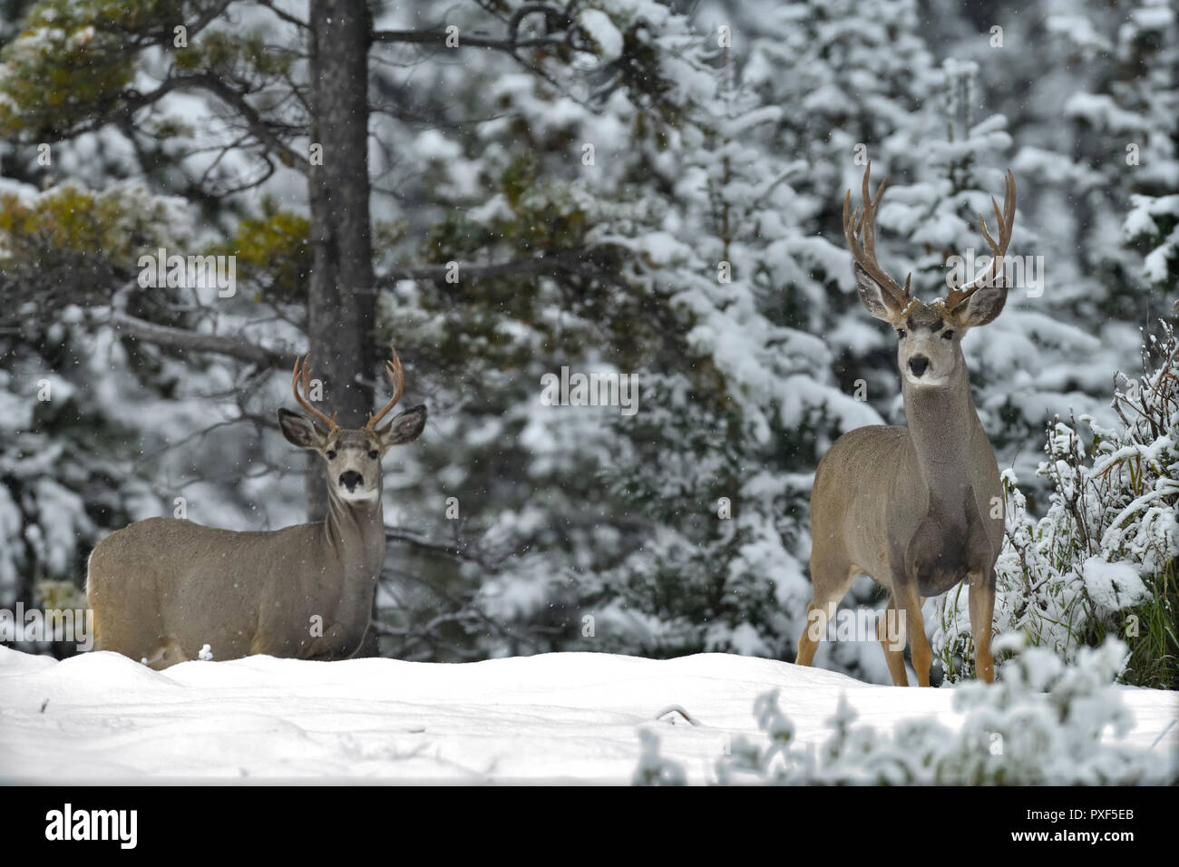Two mule deer bucks "Odocoileus hemionus", standing on the edge of ...