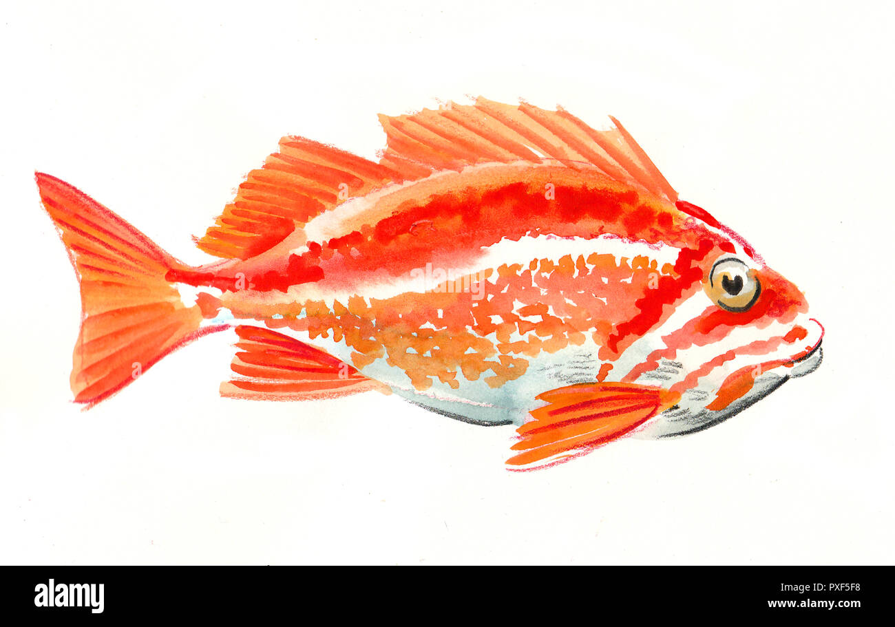 Orange tropical fish on white background. Watercolor illustration Stock ...