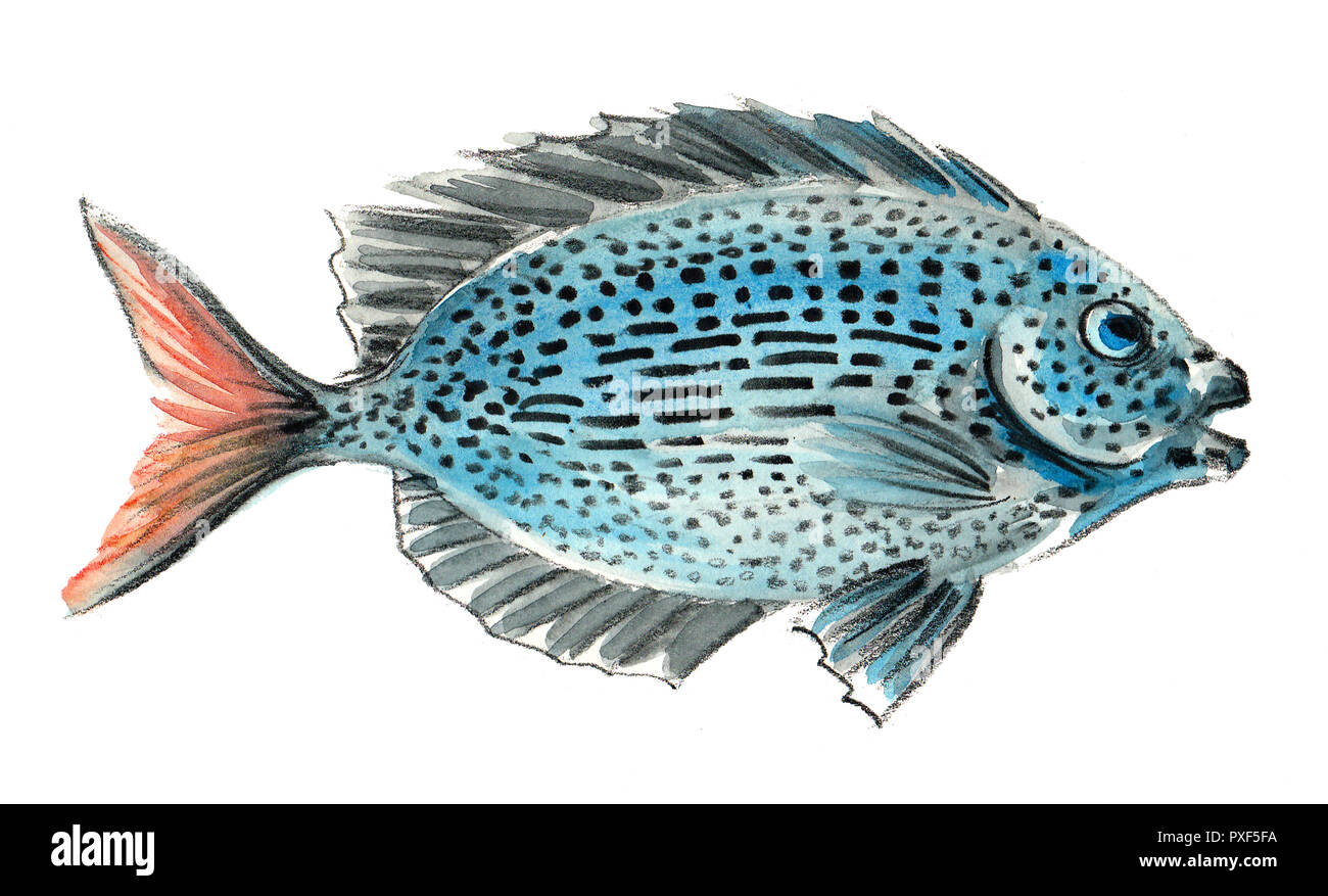 Watercolor tropical fish on white background Stock Photo - Alamy