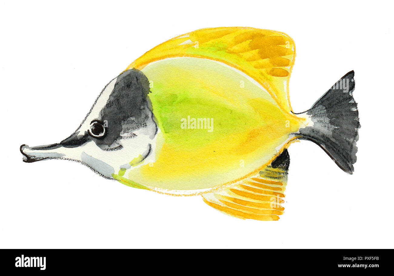 Yellow tropical fish on white background. Watercolor illustration Stock ...