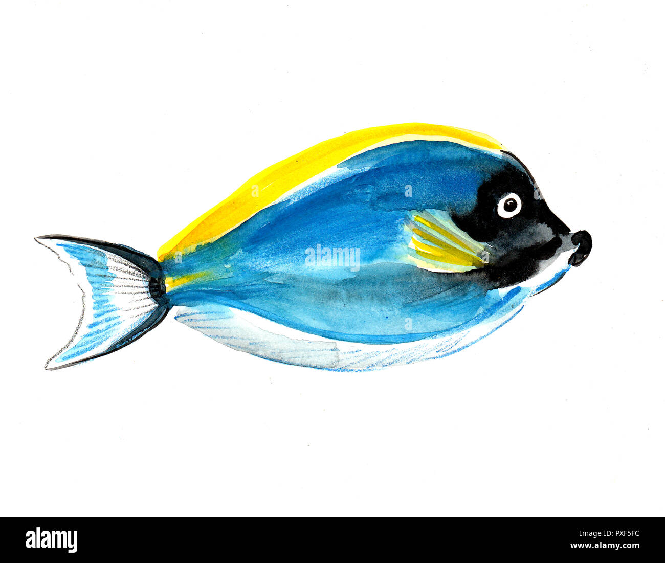 Blue and yellow fish on white background Stock Photo - Alamy