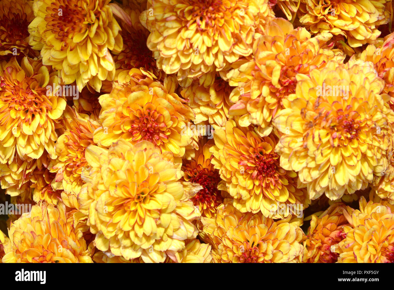 Fresh Flowers Background Stock Photo - Alamy