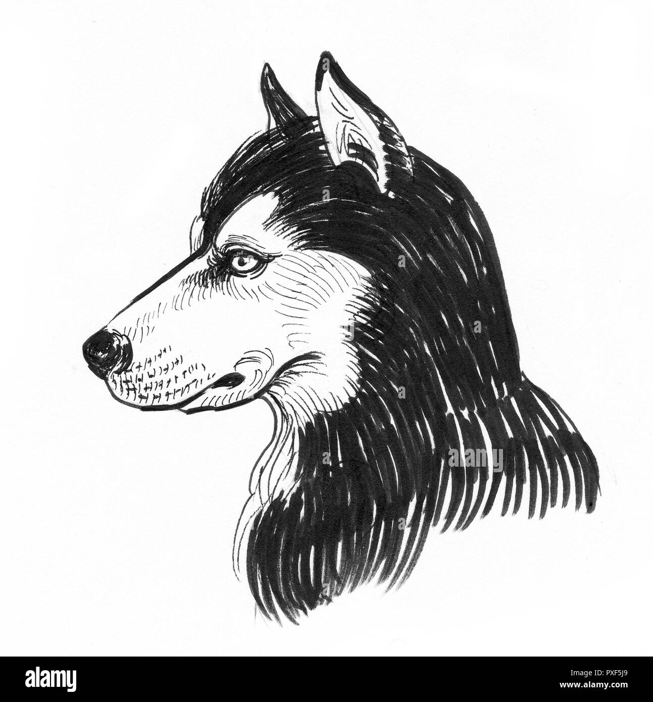 Husky dog head. Ink black and white drawing Stock Photo - Alamy