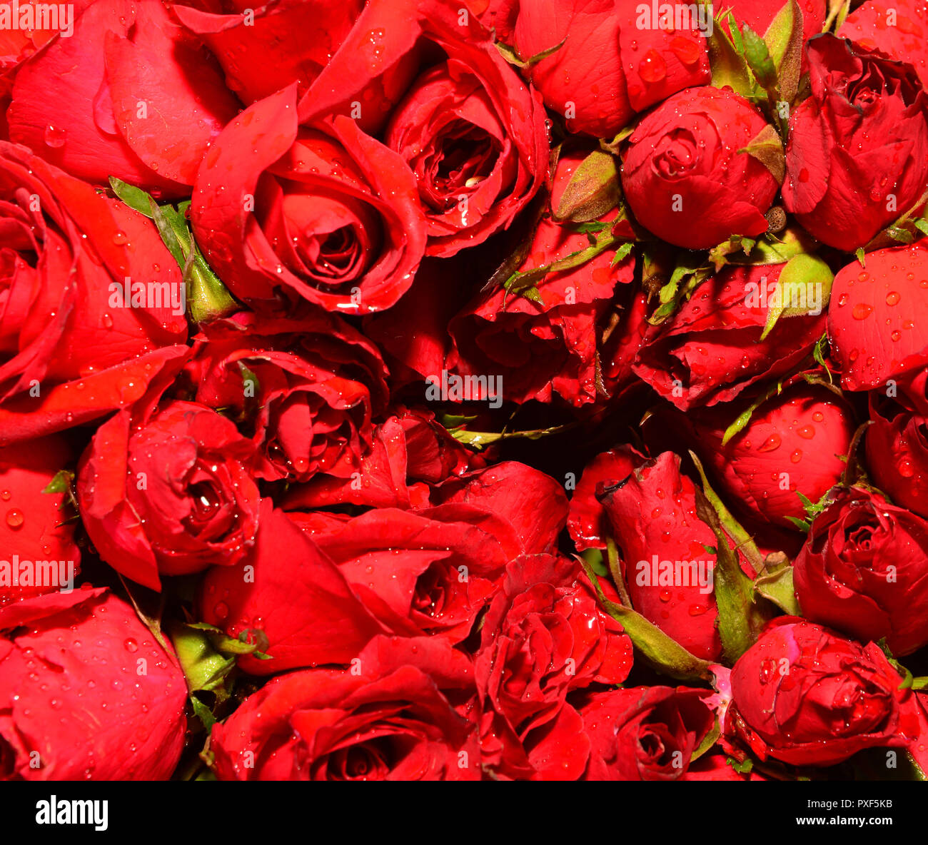 Plenty red natural roses seamless background Stock Photo - Alamy