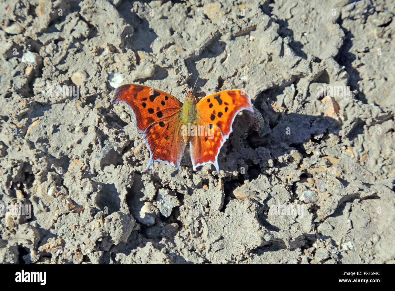 Earth question mark hi-res stock photography and images - Alamy