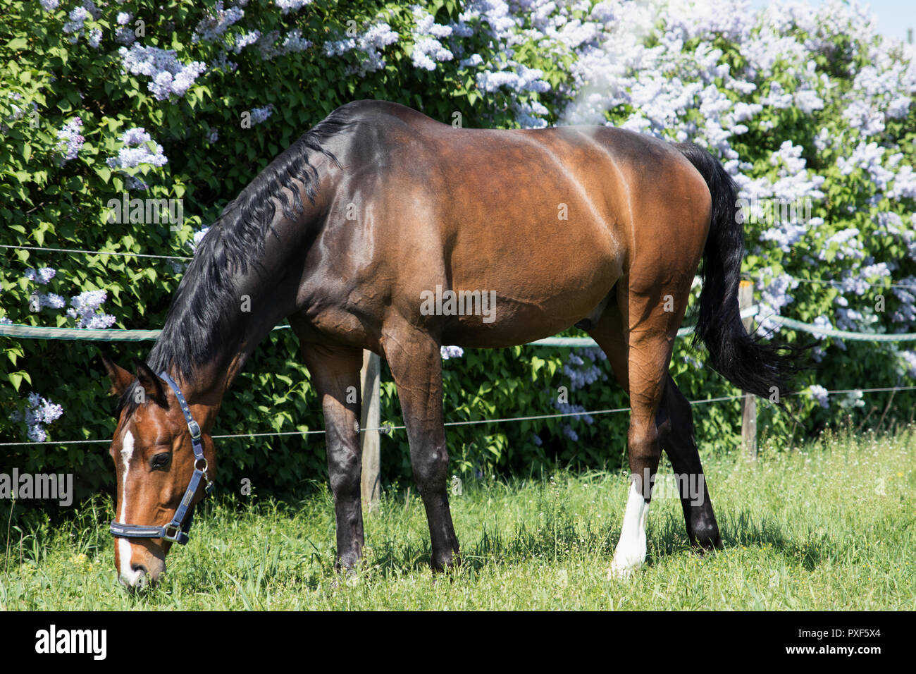 Light Bay Arabian