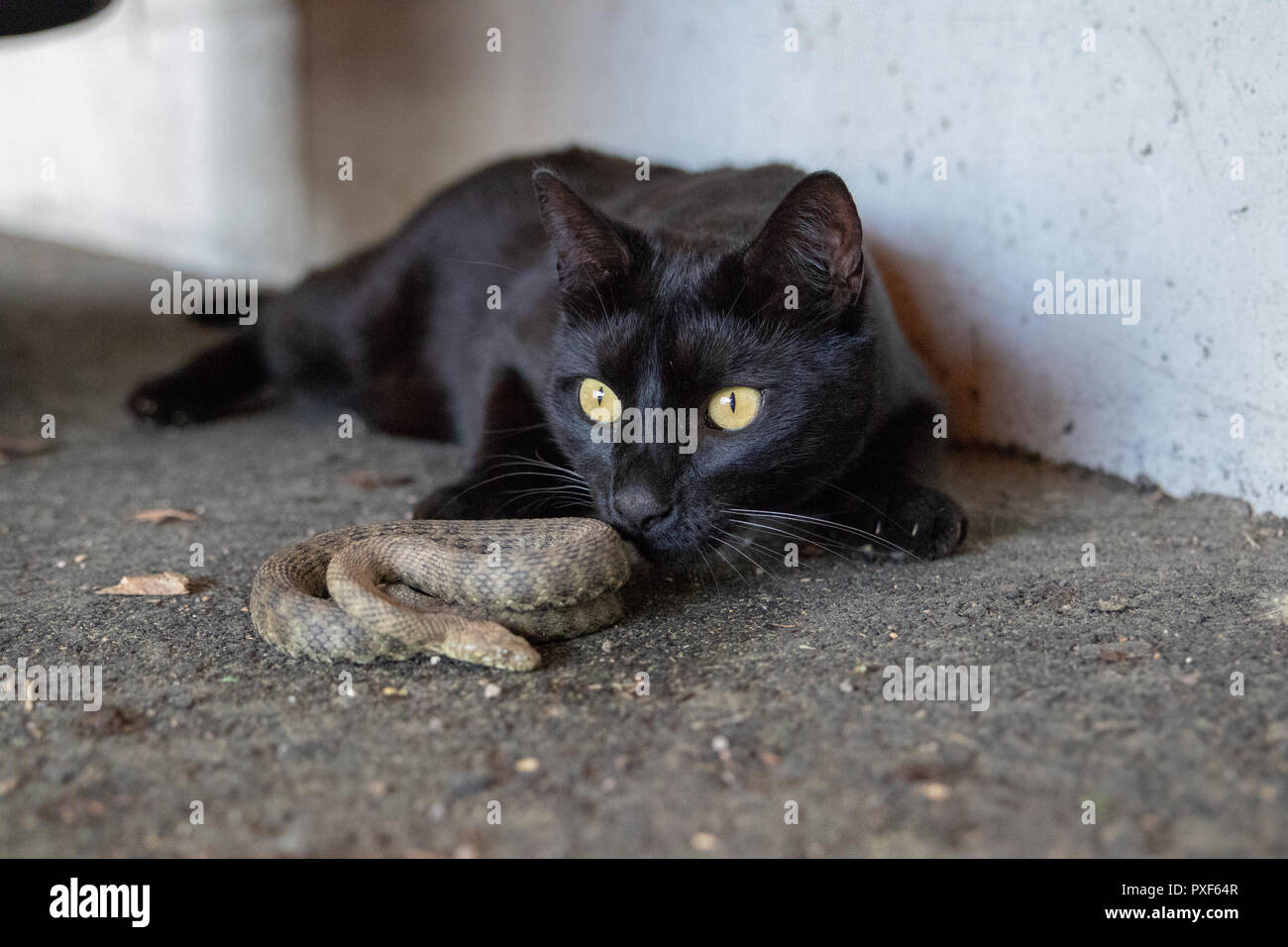 Domestic cat hunting adder snake in garden Stock Photo - Alamy