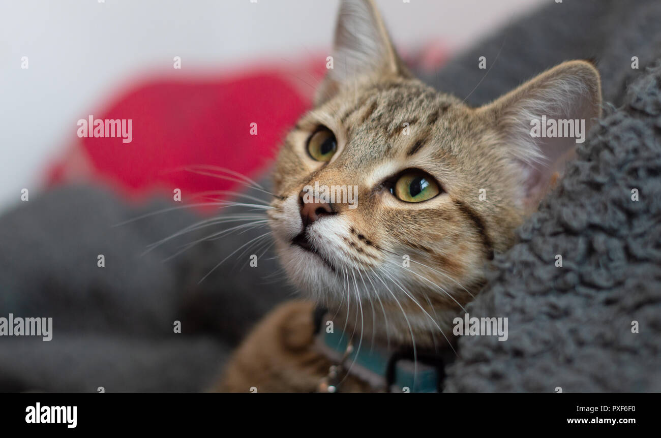 Kitten Sitting Down Stock Photo - Alamy