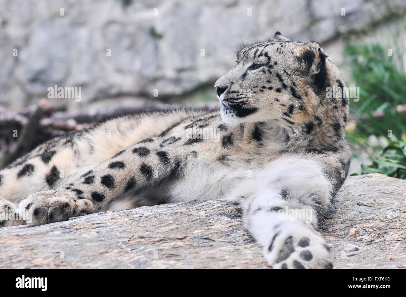 Snow leopard - Irbis (Panthera uncia Stock Photo - Alamy