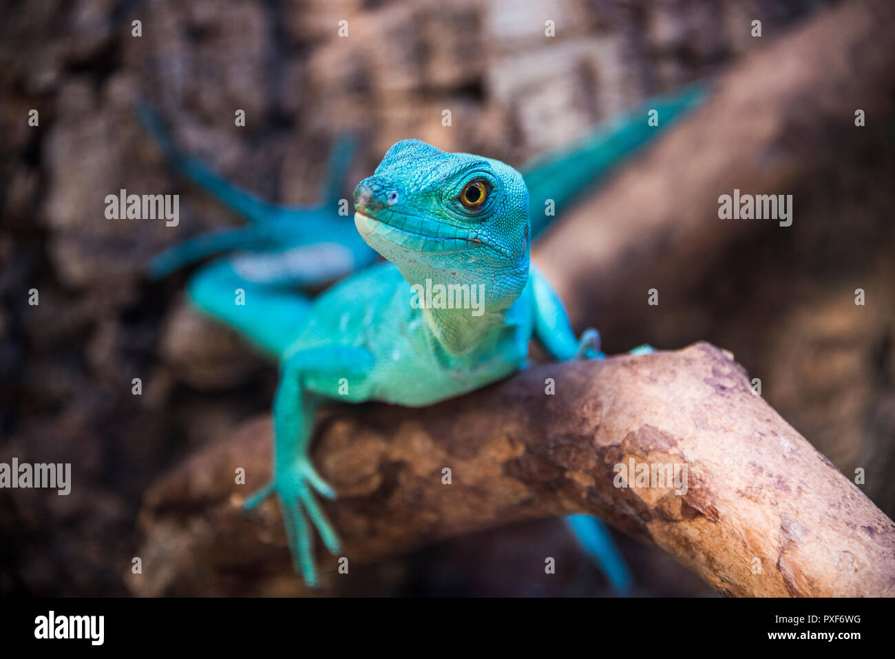 Blue Basilisk Lizard
