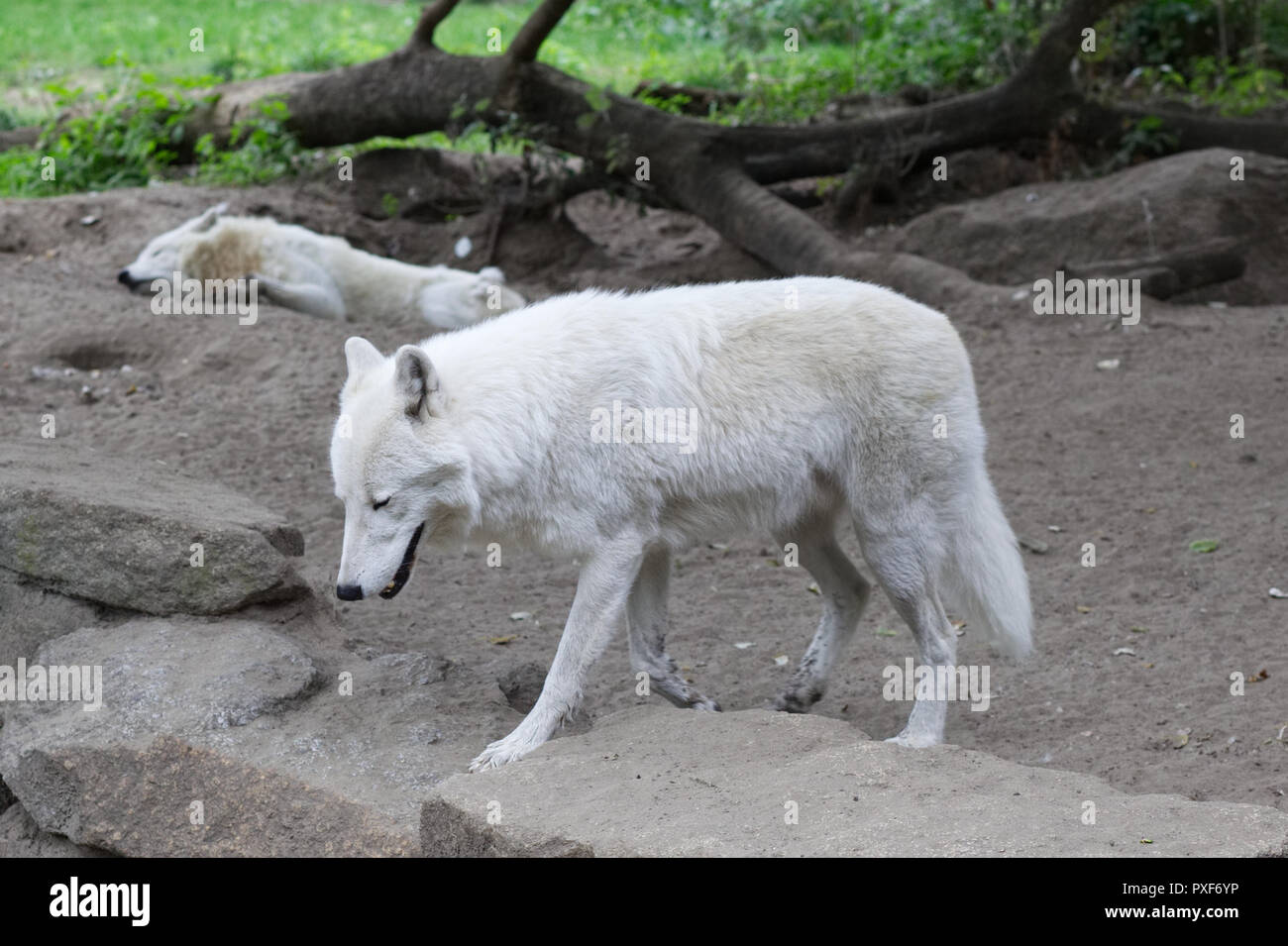 Arctic wolf in captivity Stock Photo - Alamy