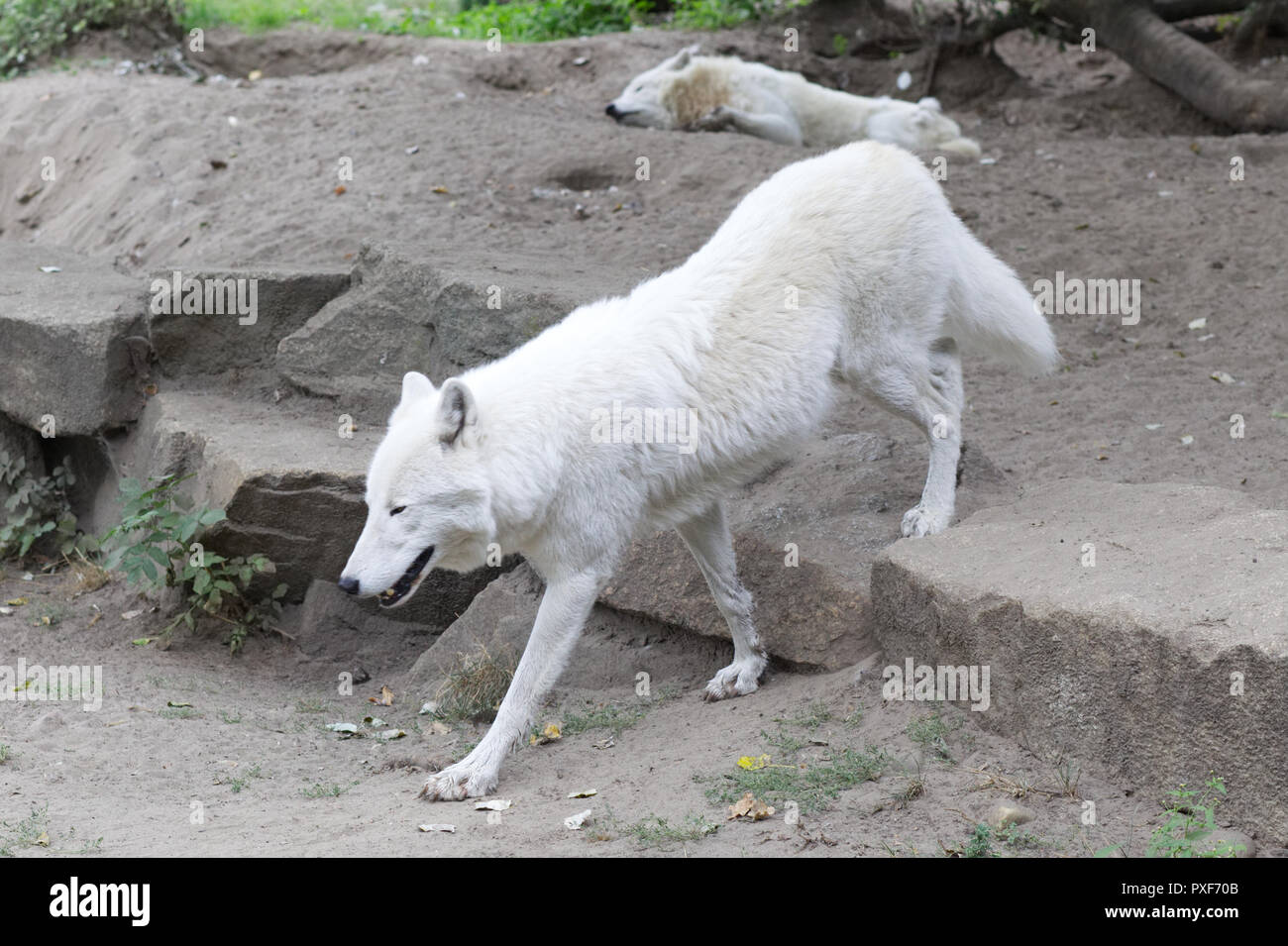 Arctic wolf in captivity Stock Photo - Alamy