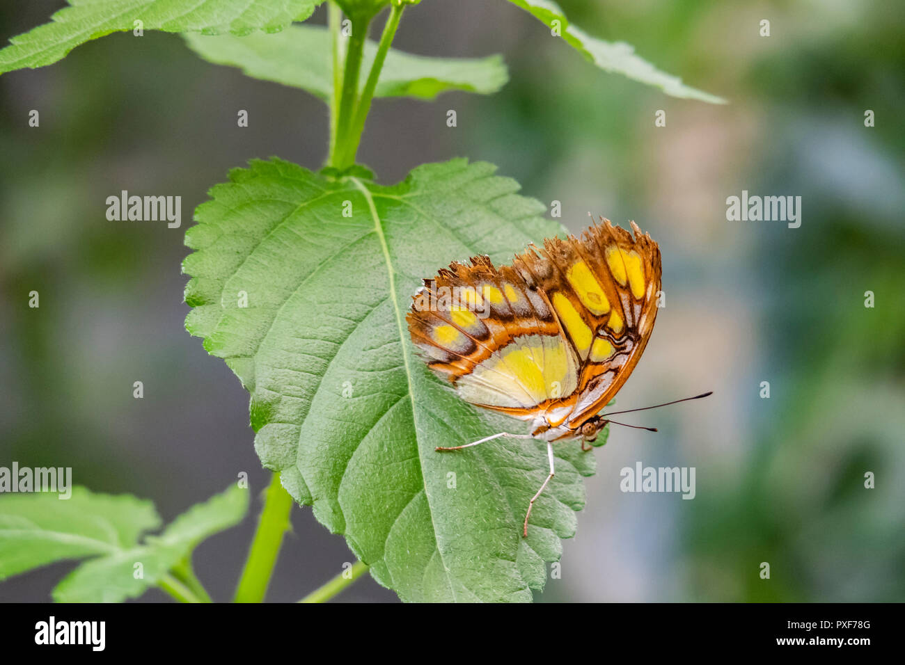 nature's winged beauties, butterflies Stock Photo - Alamy