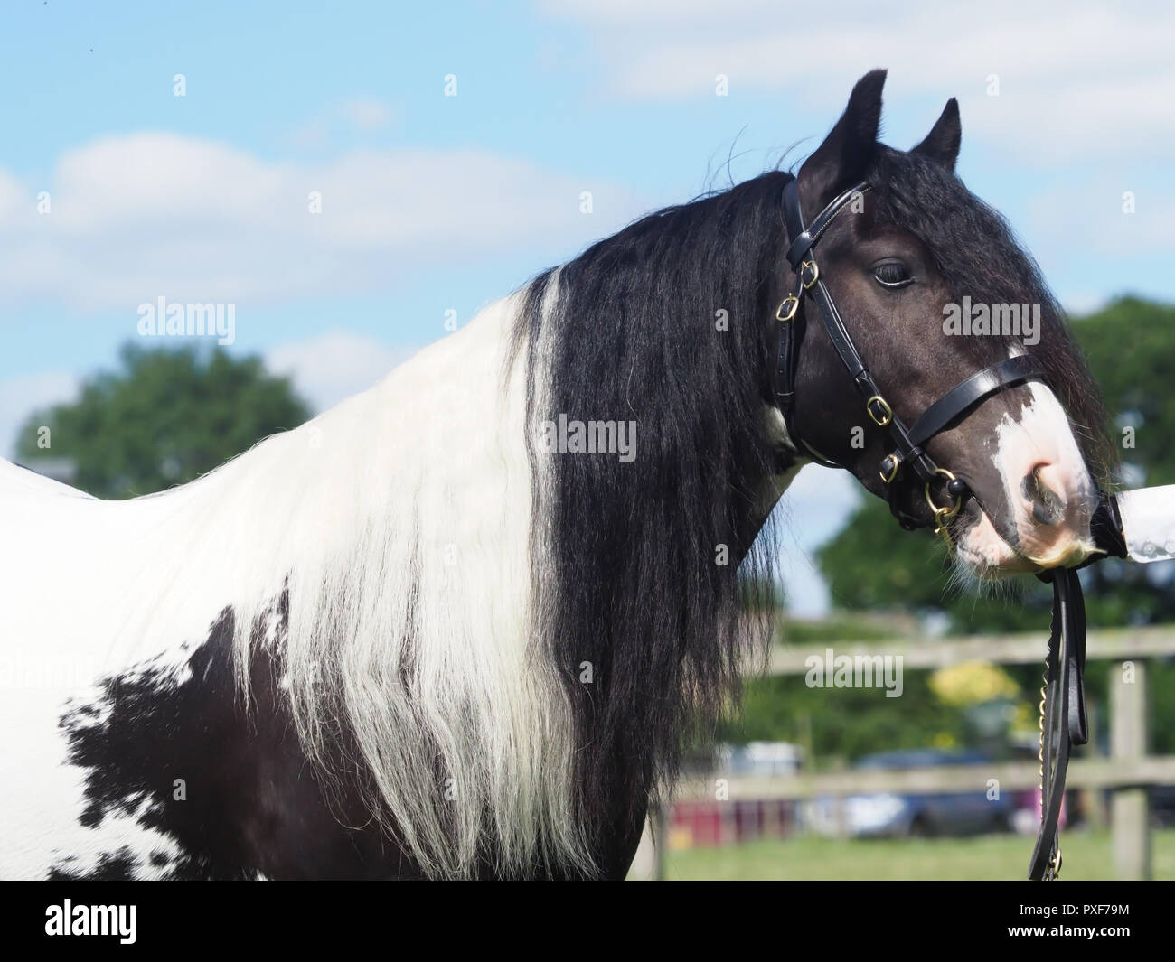 A head shot of a traditional gypsy cob in the show ring Stock Photo - Alamy