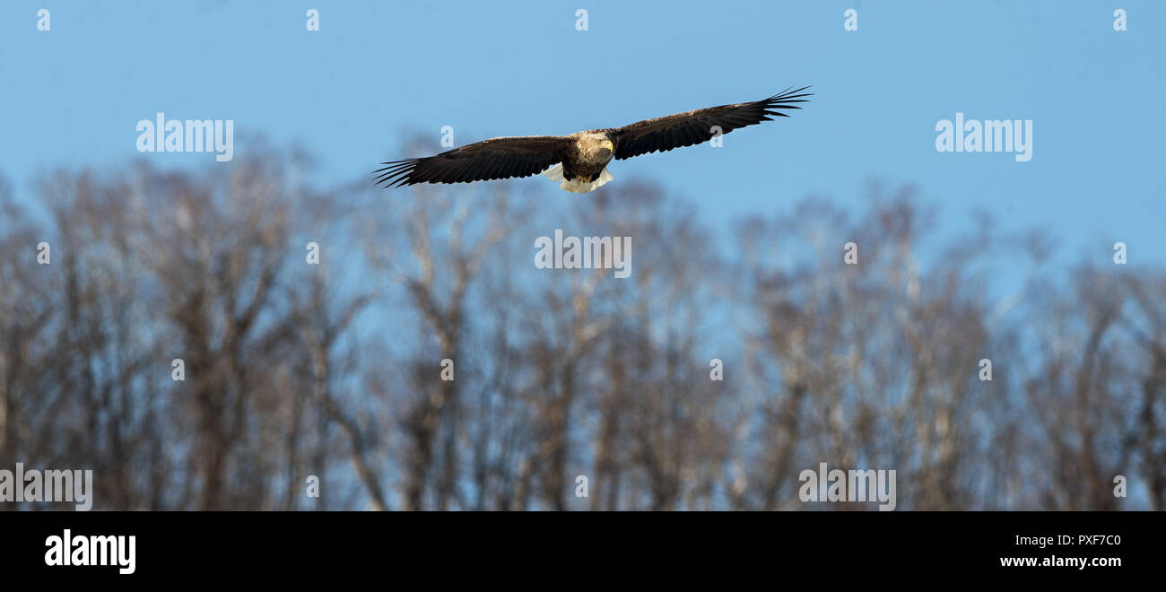 Adult White-tailed eagle in flight. Blue sky background. Scientific ...