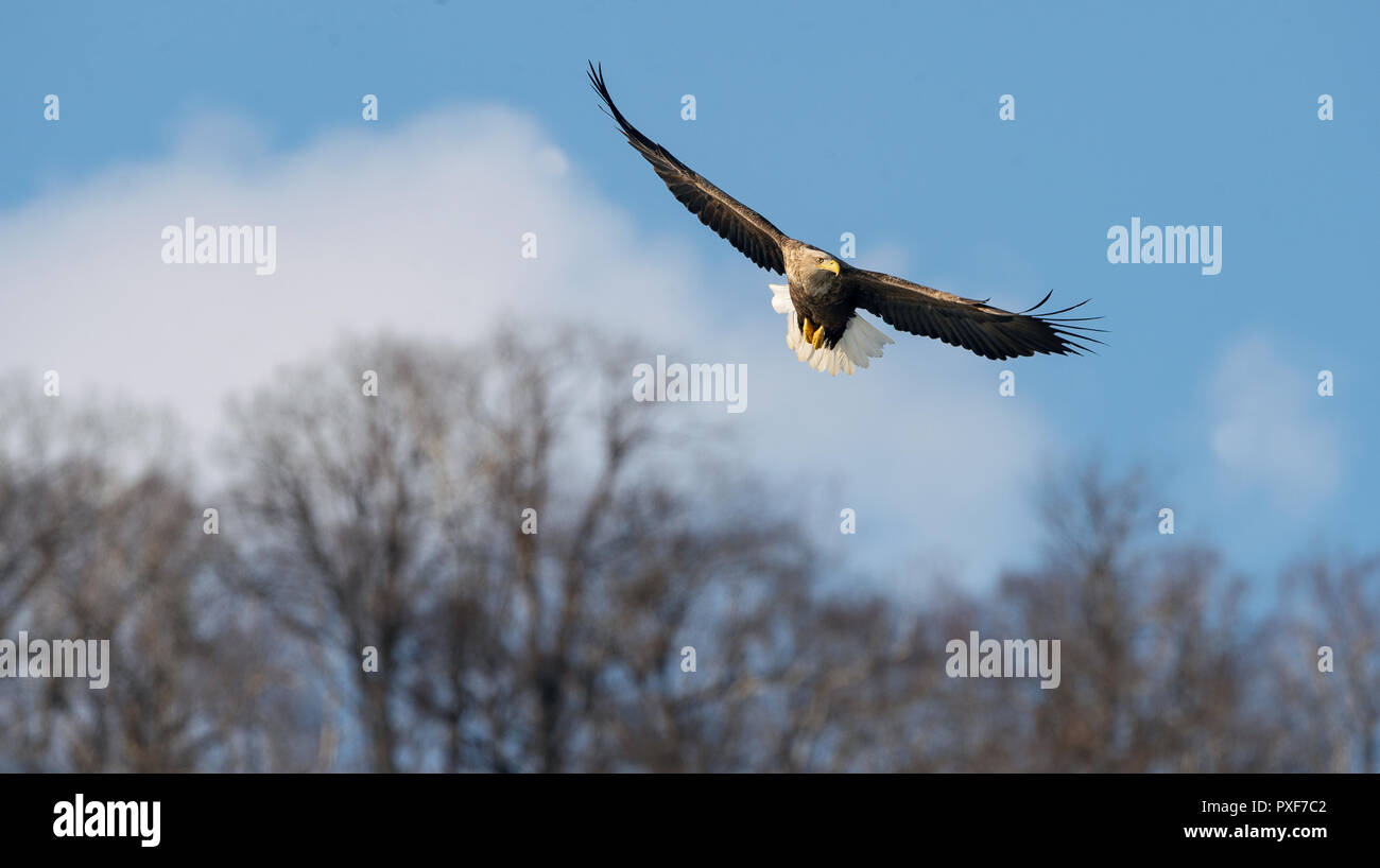Adult White-tailed eagle in flight. Blue sky background. Scientific ...