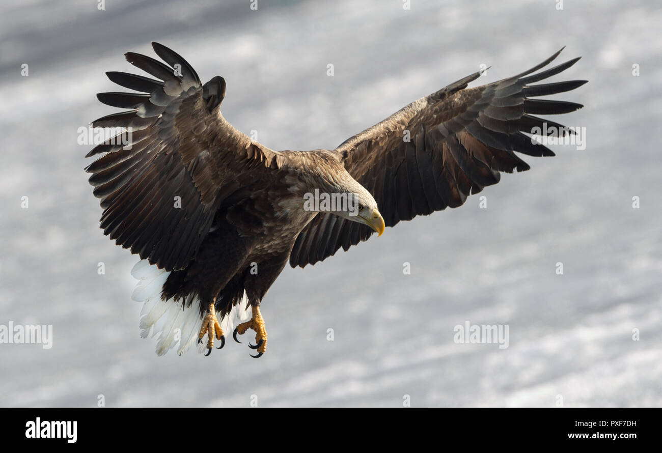 Adult White-tailed eagle landed. Ice natural background. Scientific ...
