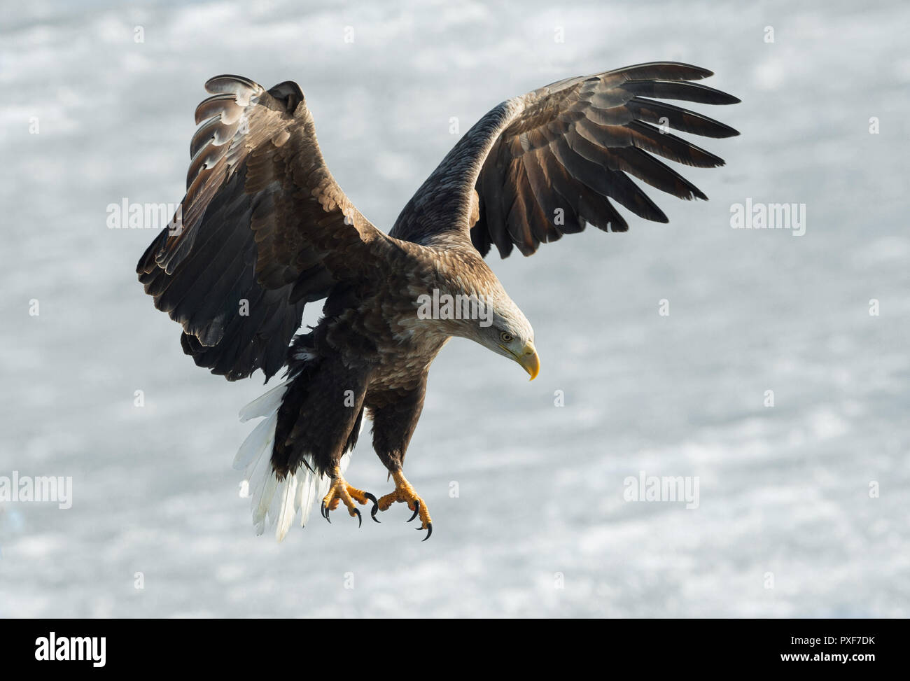 Adult White-tailed eagle landed. Ice natural background. Scientific ...