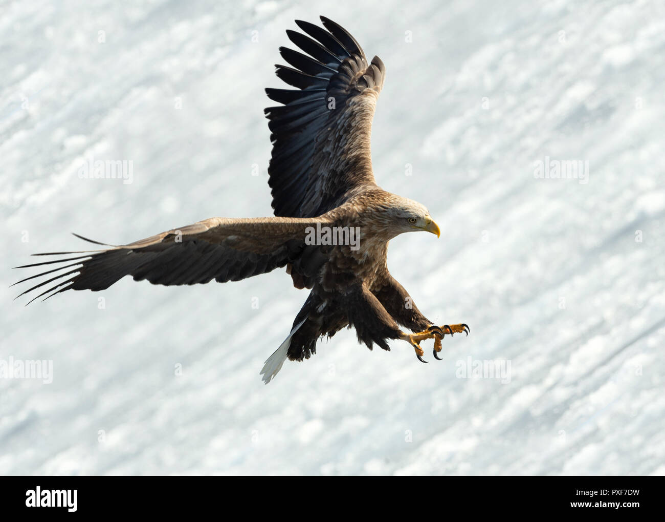 Adult White-tailed eagle landed. Ice natural background. Scientific ...