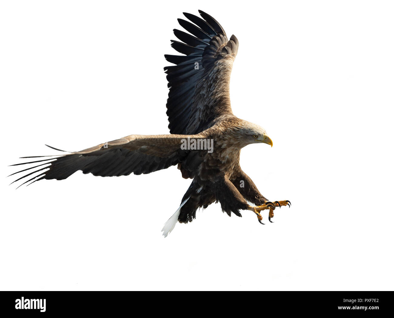Adult White tailed eagle in flight. Isolated on White background ...
