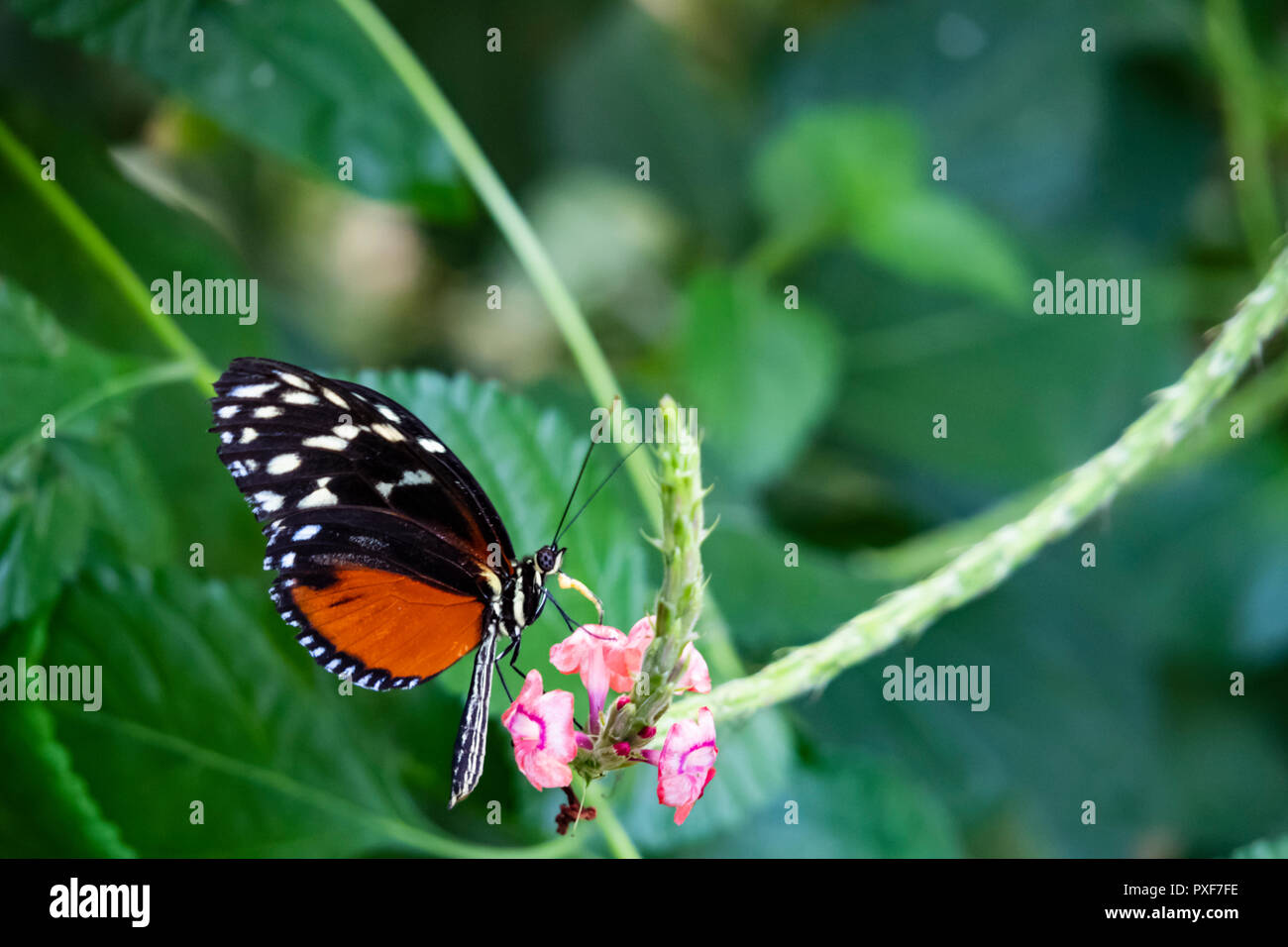 nature's winged beauties, butterflies Stock Photo - Alamy