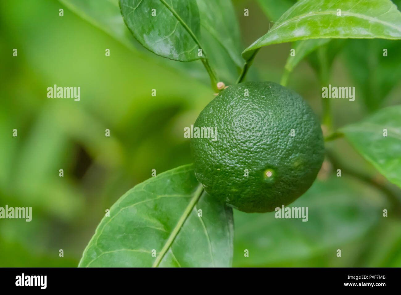 close up mandarin tree and fruits with green leaves in nature Stock ...