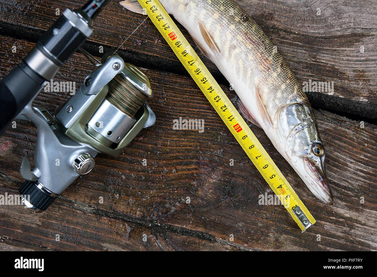 Freshwater Northern pike fish know as Esox Lucius and tape-measure ...